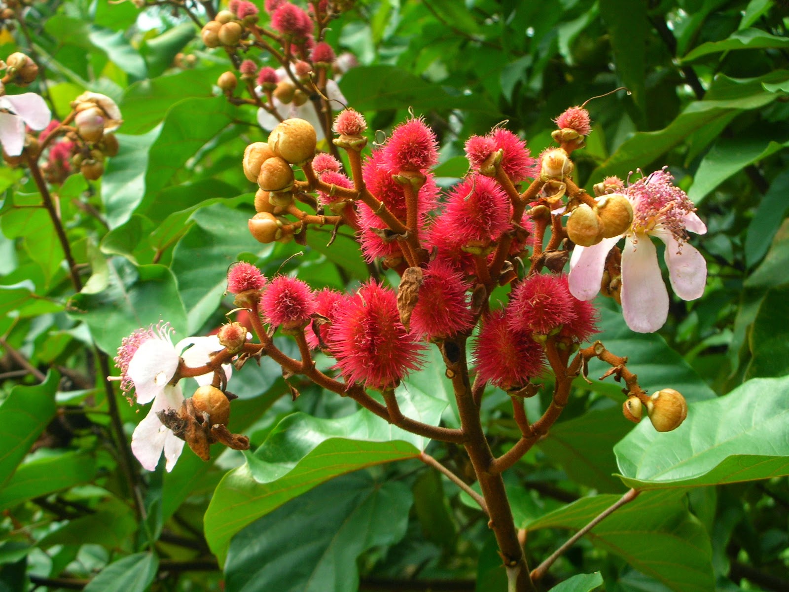 Plantas Medicinales del Perú: El Achiote