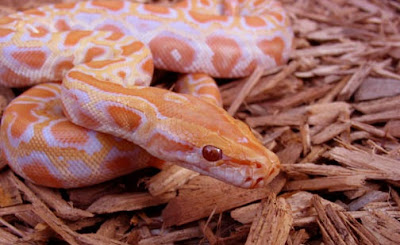 Python Molurus Albina & Pigmentada: As Python Molurus Bivittatus ou ...