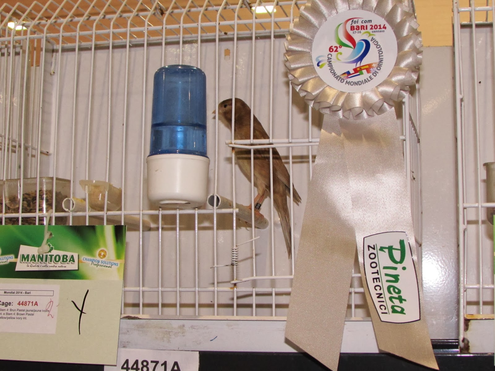 IL BRUNO PASTELLO "Allevamento Sportivo Canarini di Colore": MOSTRE 2013