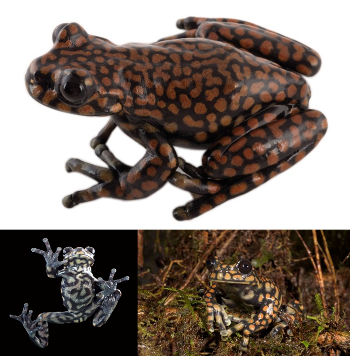 Species New to Science: [Herpetology • 2012] Prince Charles Stream Tree ...