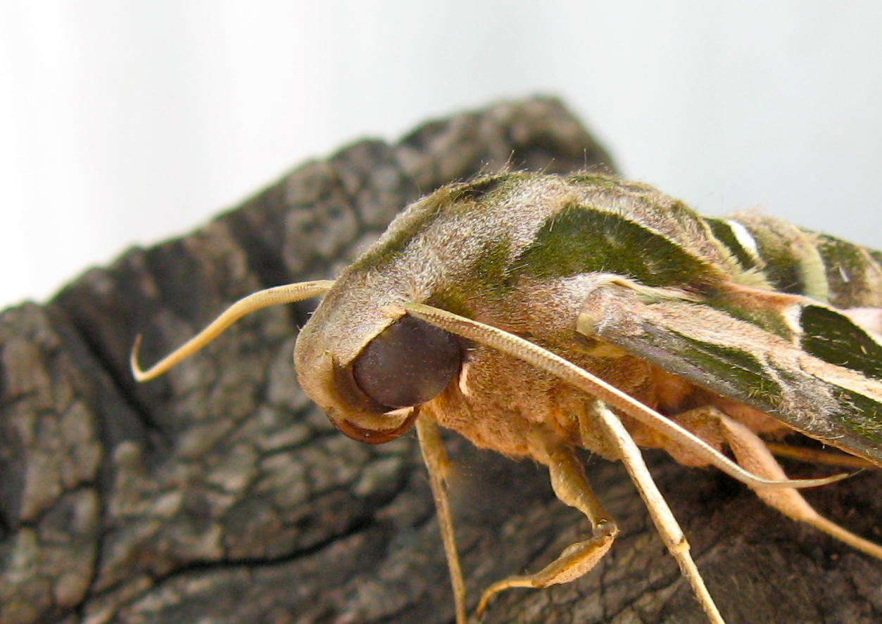 Mother Earth: "LIFE CYCLE" of the SPHINX MOTH