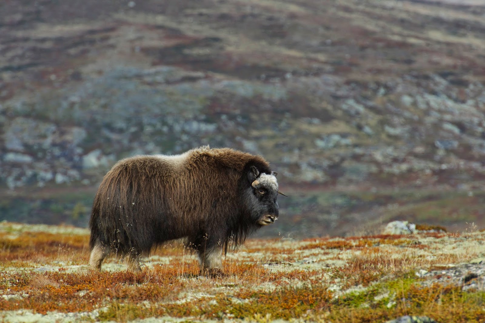 Naturfoto Einar Hugnes: Moskus i familieflokker og enslige okser