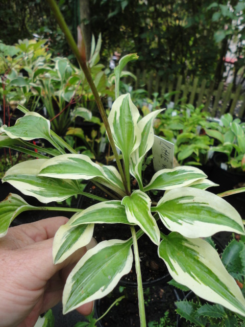 PPP Hostahave: Dagen Hosta LITTLE WONDER