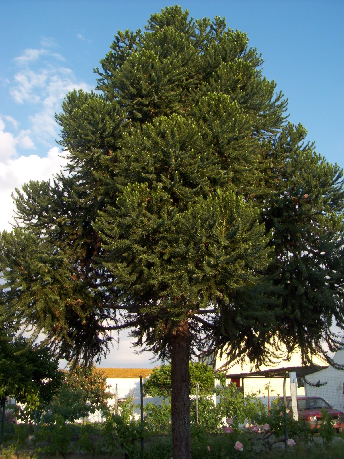 malinhas e coisinhas: Um pinheiro diferente