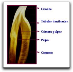 Embriologia Buco-dental: complejo dentino pulpar