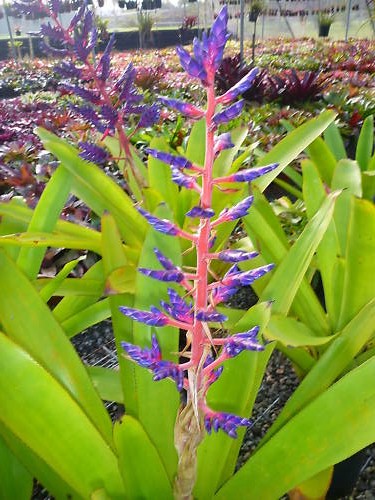 Getting back to basics: Flowers in our garden.