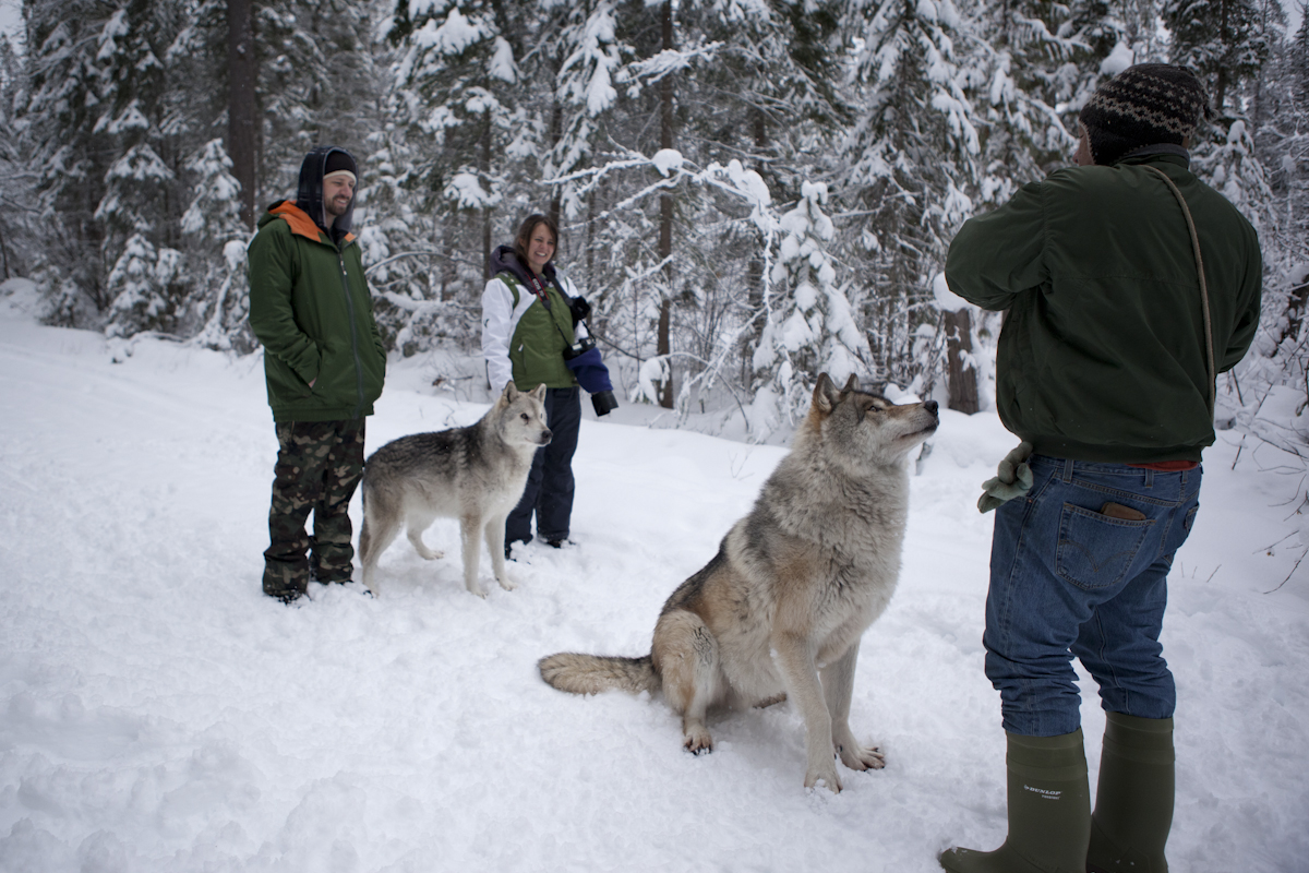 165 days in Canada EH !: Day 140 - Walking with the Wolves