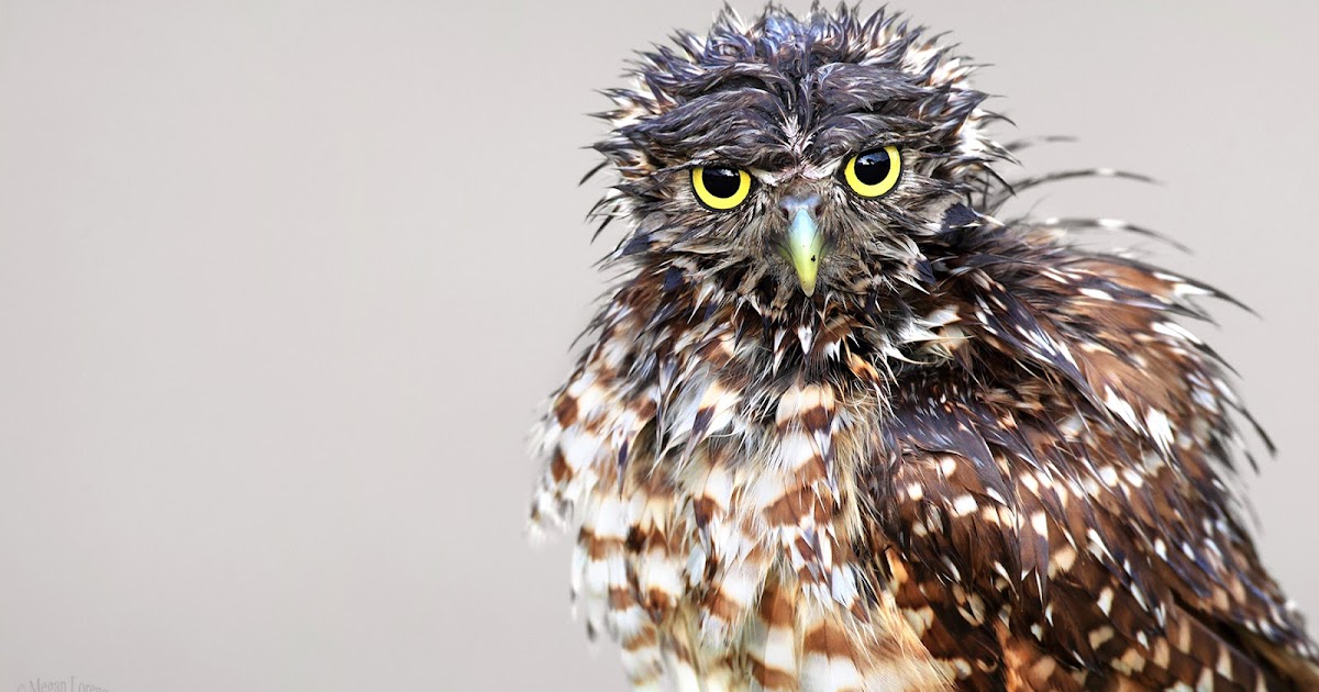 MLorenz Photography: Wet Owl