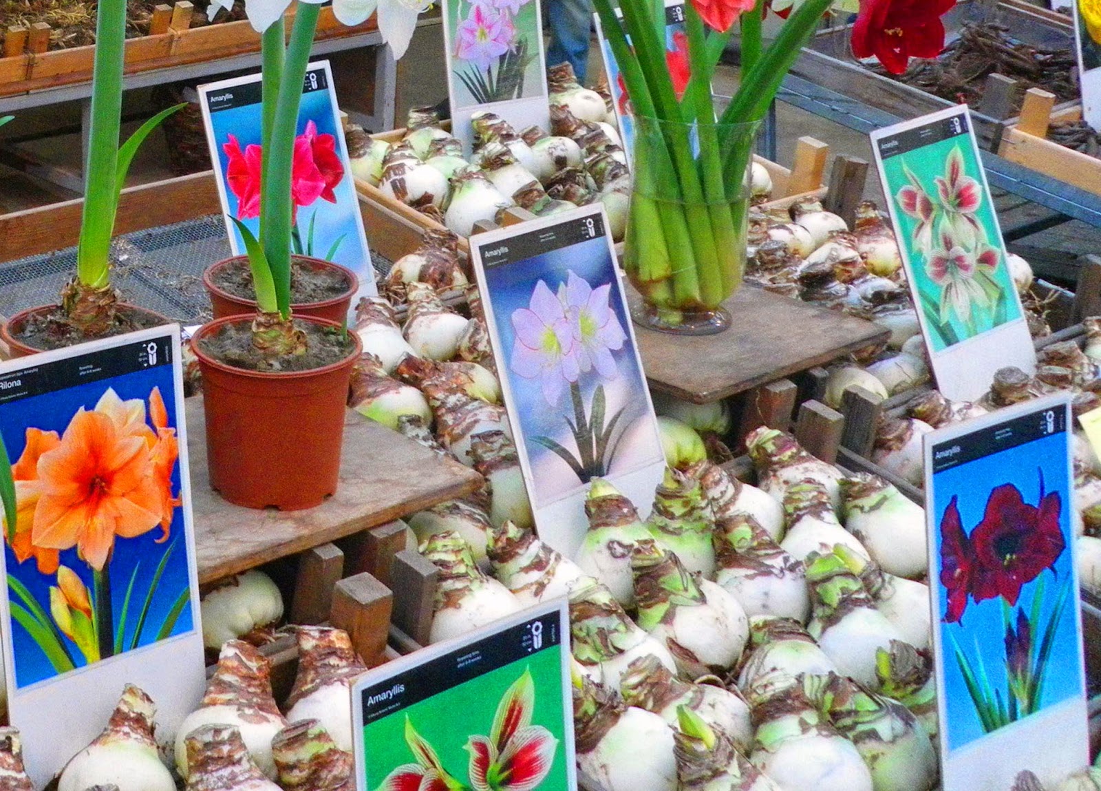 Entre azahares y claveles: Seis cosas que debes saber sobre los bulbos ...