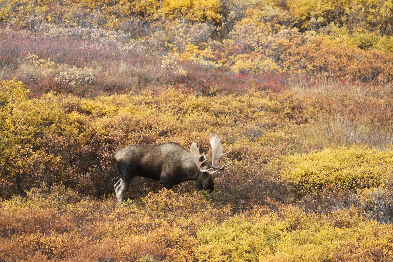 Beyond Adventure: Trophy Hunting. Photographing the World's Biggest Moose