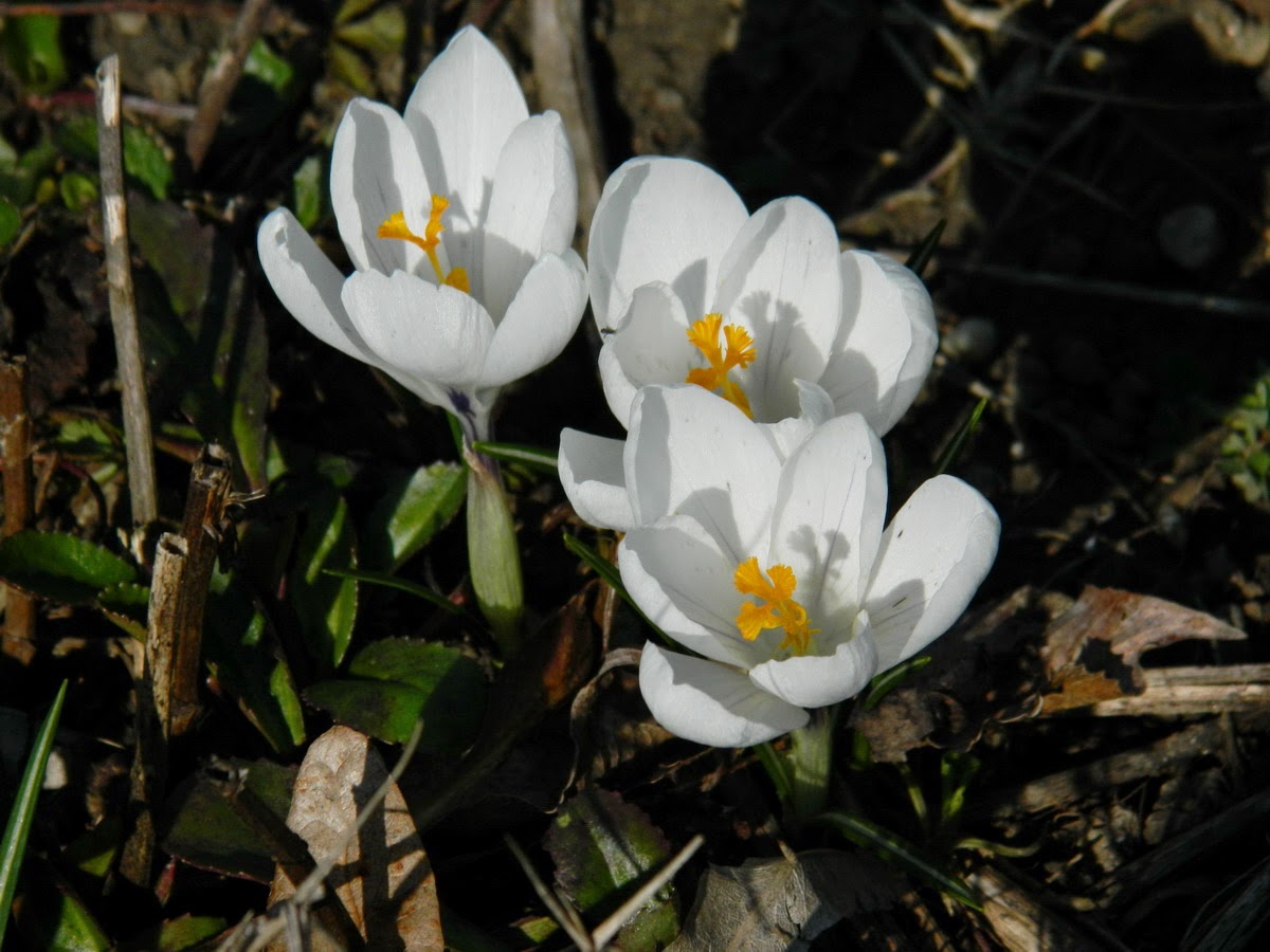 LA MULTI ANI, ROMANIA!: Branduse albe