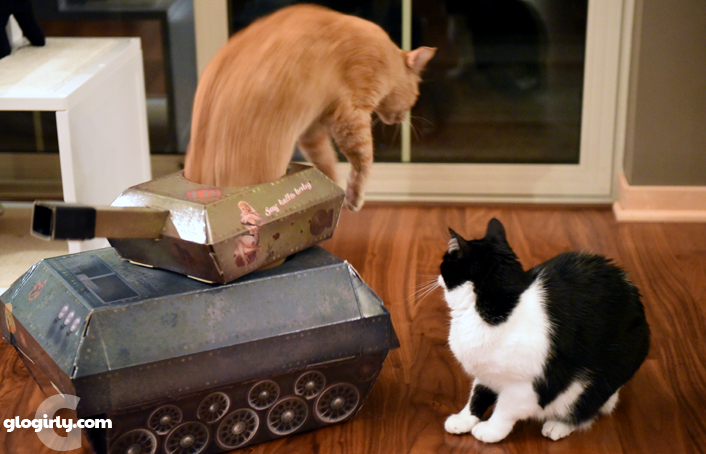 GLOGIRLY: Cat Tank Assembly 101