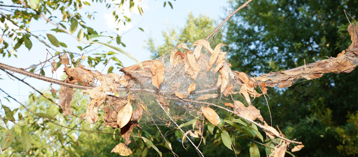 Fast Tree Removal Services Atlanta: Insect Webs Can Lead To Tree Decay ...