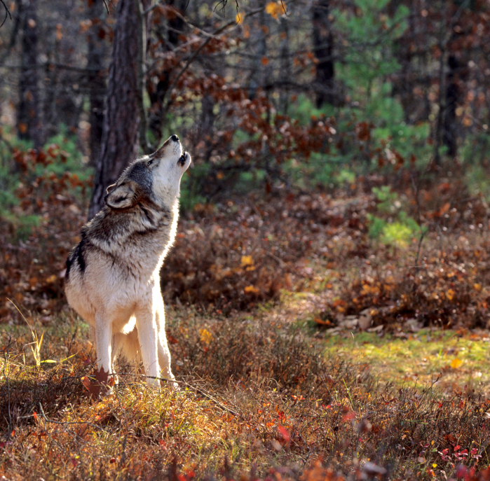 Save Our Nature Wildlife: Reintroducing the wolf to Scotland