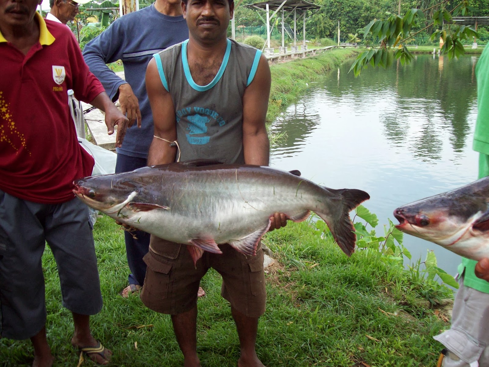 WARTA PANCING: Patin Si Hiu Air Tawar