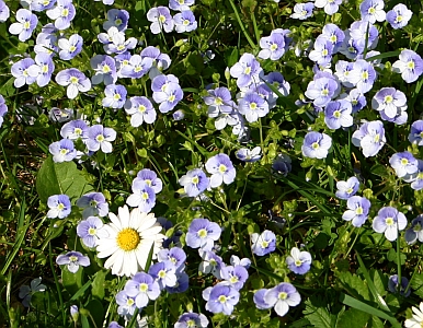 Gartensaison ist immer - Gartentipps von Eva Schumann: Ode an das ...