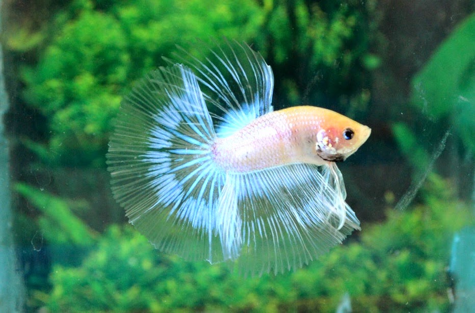 HM938 - White Cellophane Halfmoon ! ~ Betta 138