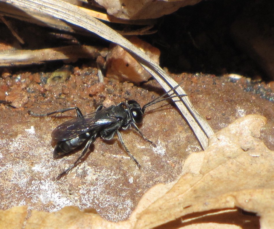 Bug Eric: Wasp Wednesday: Liris