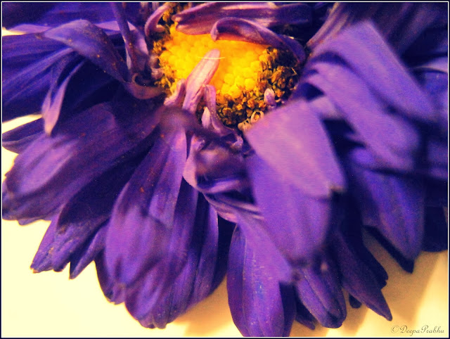 Photos of Shevanti and Aster flower / Chrysanthemums and Aster - Random ...