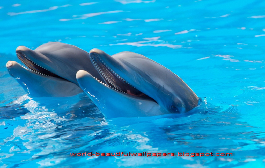 Beautiful Wallpapers: Beautiful Dolphins