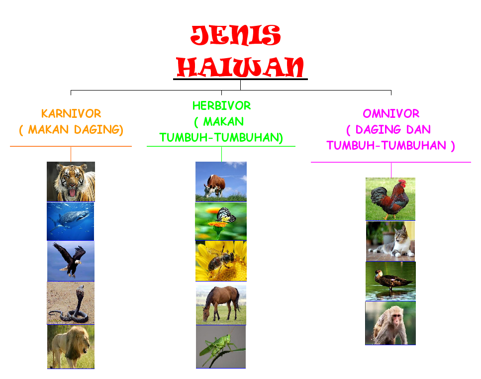 .: Thinking Map - Mari Mengenal Haiwan...