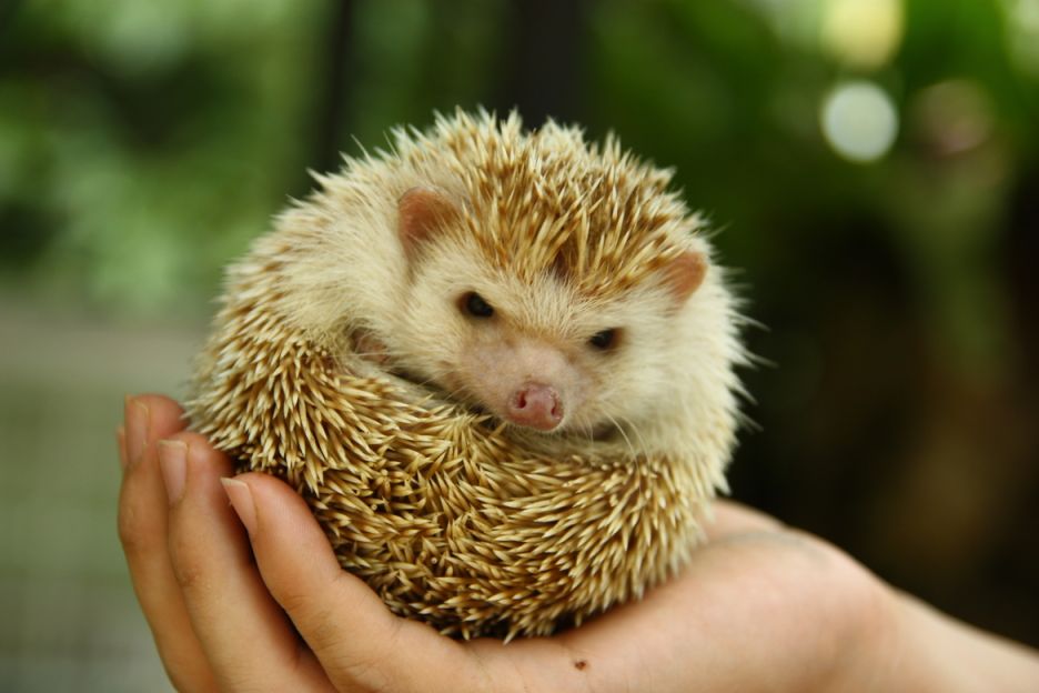 20 Gorgeous Hedgehog Photos - Best Photography, Art, Landscapes and ...