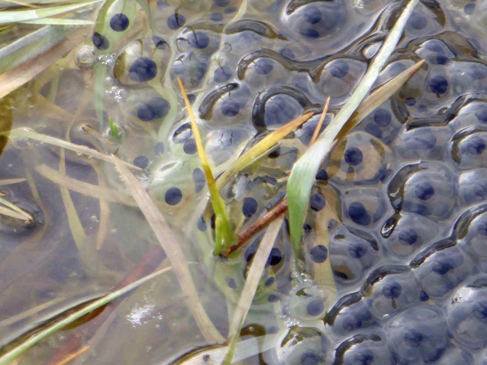 Wild and Wonderful: More Frogspawn at Felixstowe