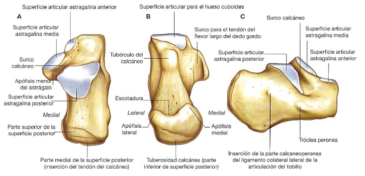 Kinesiología para Estudiantes