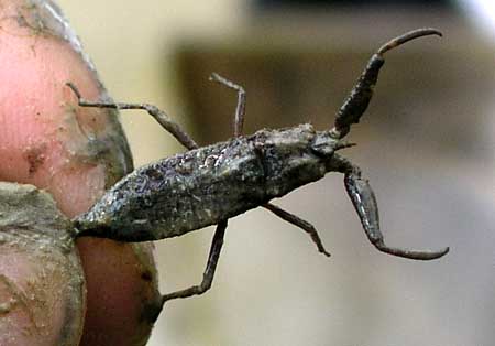 Water Scorpion - Insects Morphology