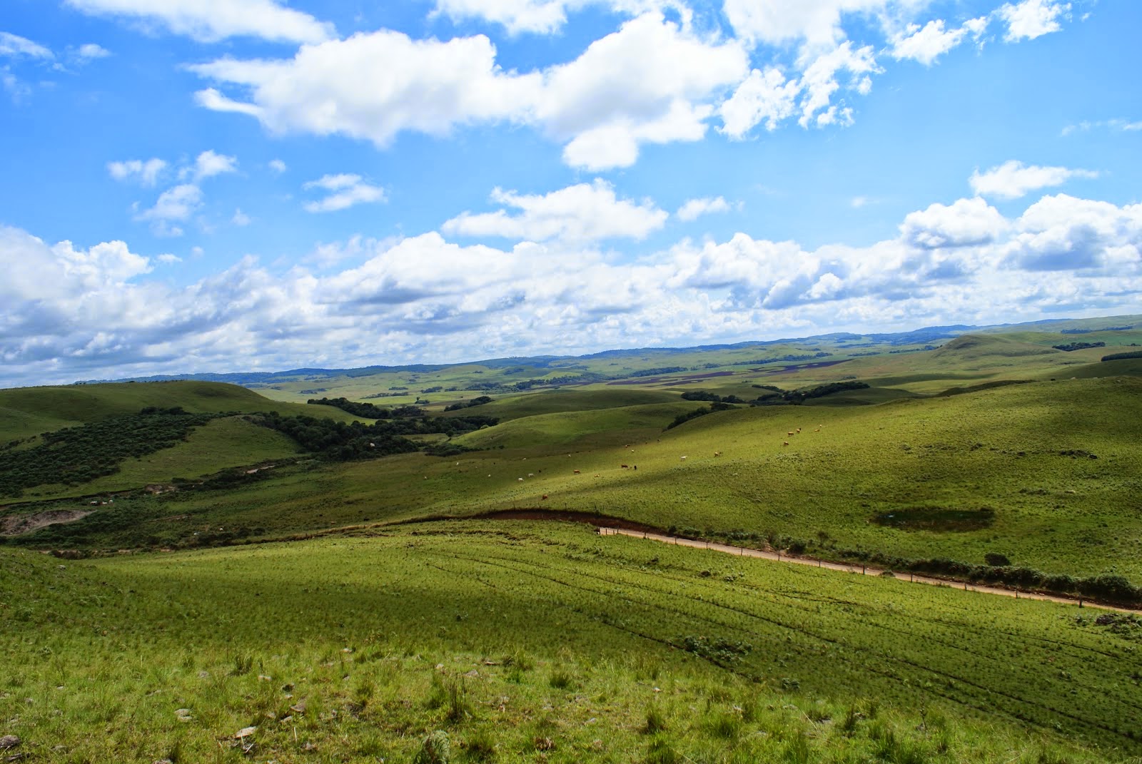 Biomas Brasileiros - Campos Sulinos