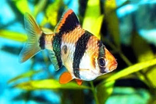 Mengenal Ikan Sumatra, Ikan Galak Dan Cara Memadukan Dengan Ikan Hias ...