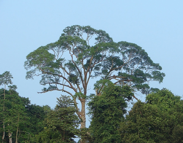 Madu Tualang Asli Syairtimur: Kenali Madu Tualang Yang Sebenar