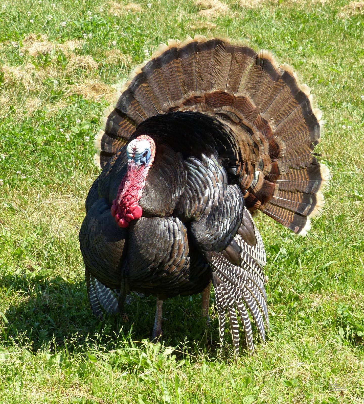 Dindons; dindes; meleagridinae