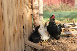 Maakad linnast - Meie uus algus: Kanad, kuked ja munad