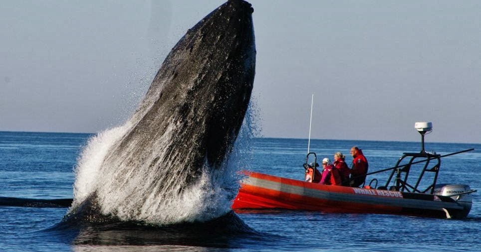 White Wolf : Humpback whale leaps for joy when his friend, a female ...