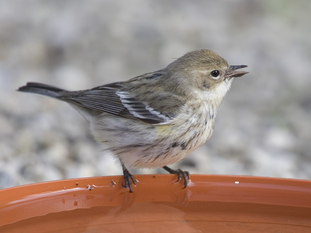 STOKES BIRDING BLOG: Win an autographed copy of The Stokes Field Guide ...