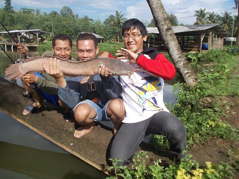Asyiknya Mancing Ikan Lele (Catfish) - Pemancing Punya Cerita