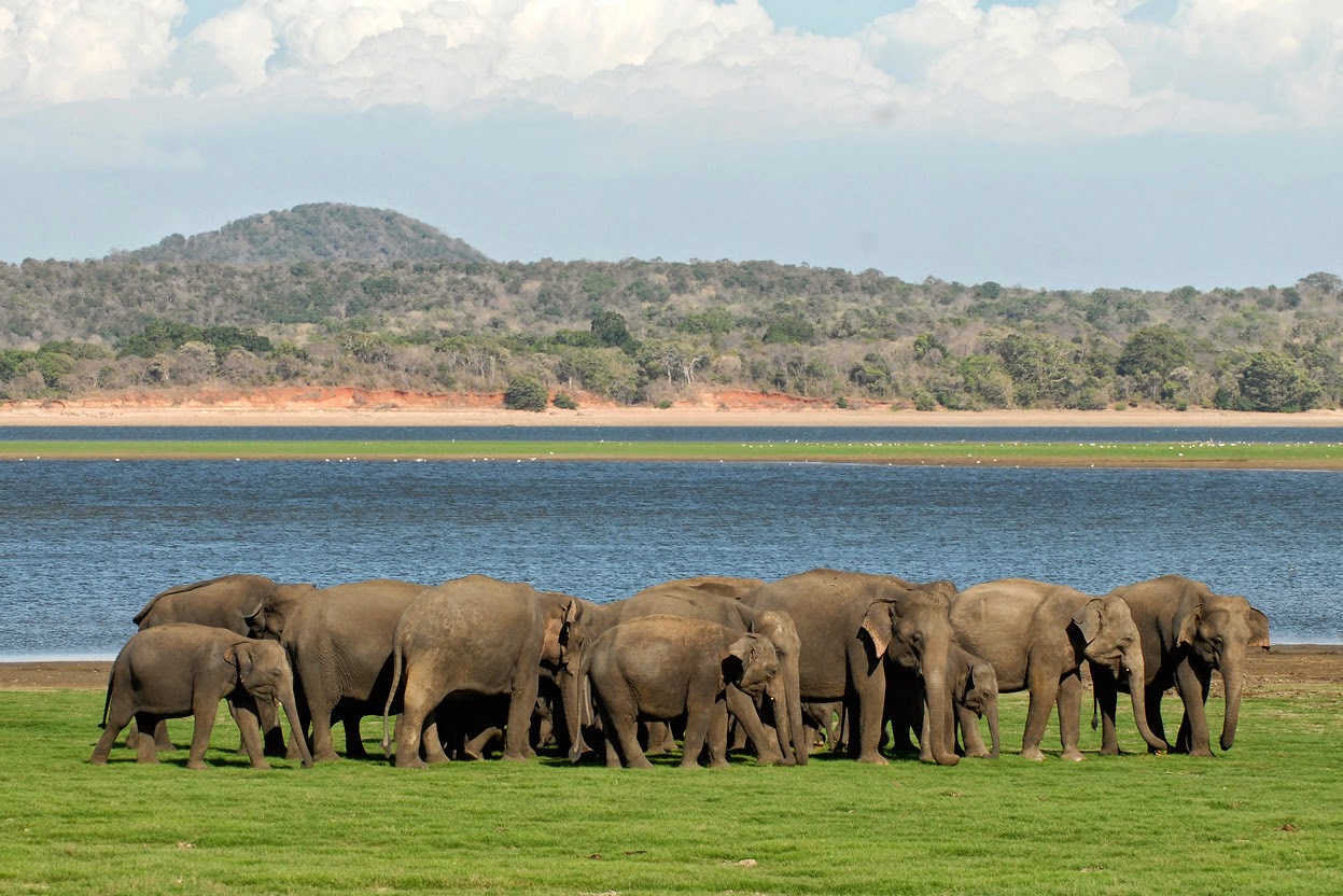 The Elephant Gathering at Minneriya National Park - Marvellous Sri Lanka