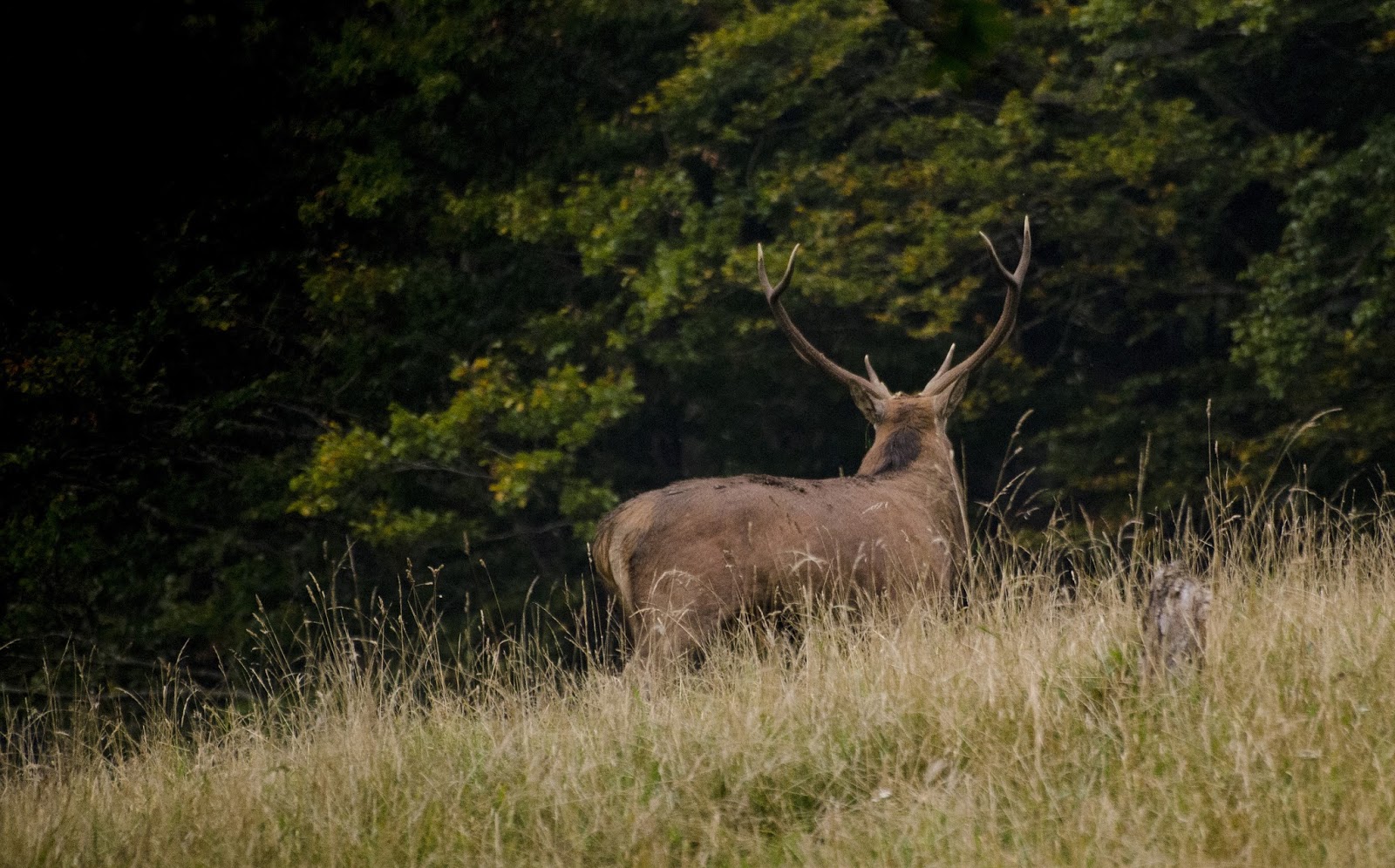 Balades au cœur du Dauphiné: Les cerfs en forêt d'Ambel