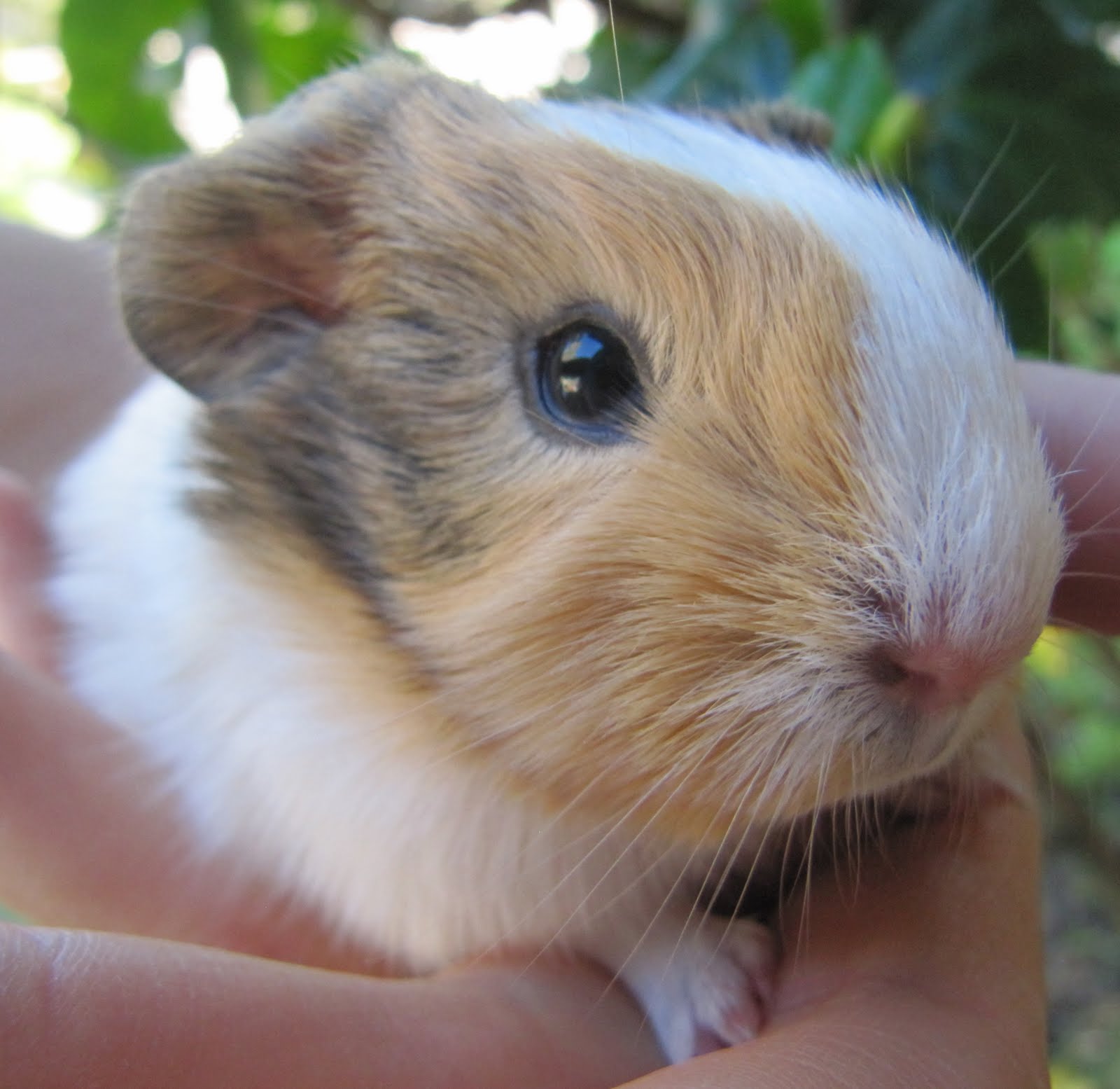 All Things Guinea Pig: Sheba's Baby Boy - Bodie