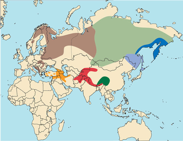 Abe's Animals: 7 subspecies of Ursus Arctos from the modern range map