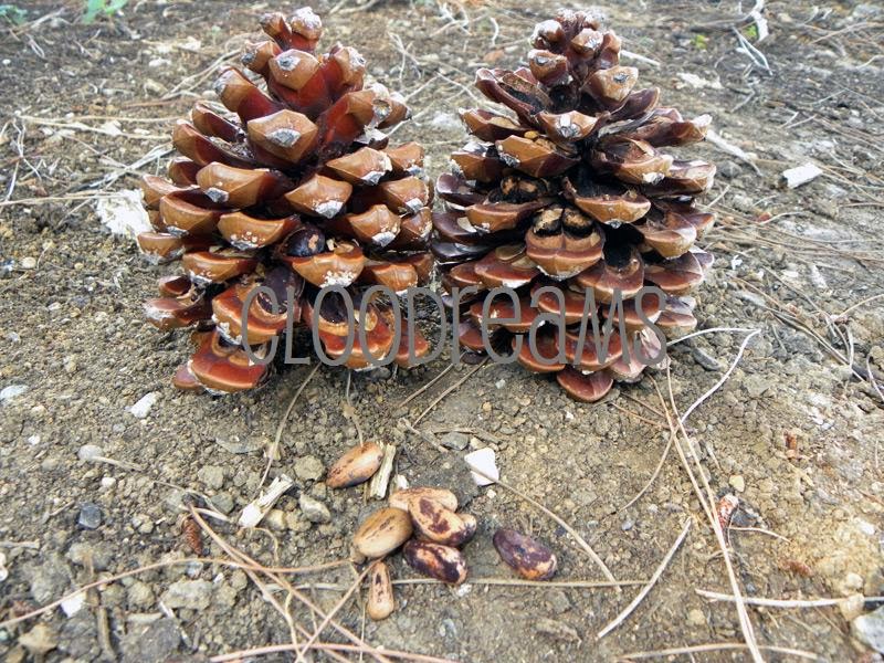 CLOODREAMS: DALLA PIGNA AL PINOLO