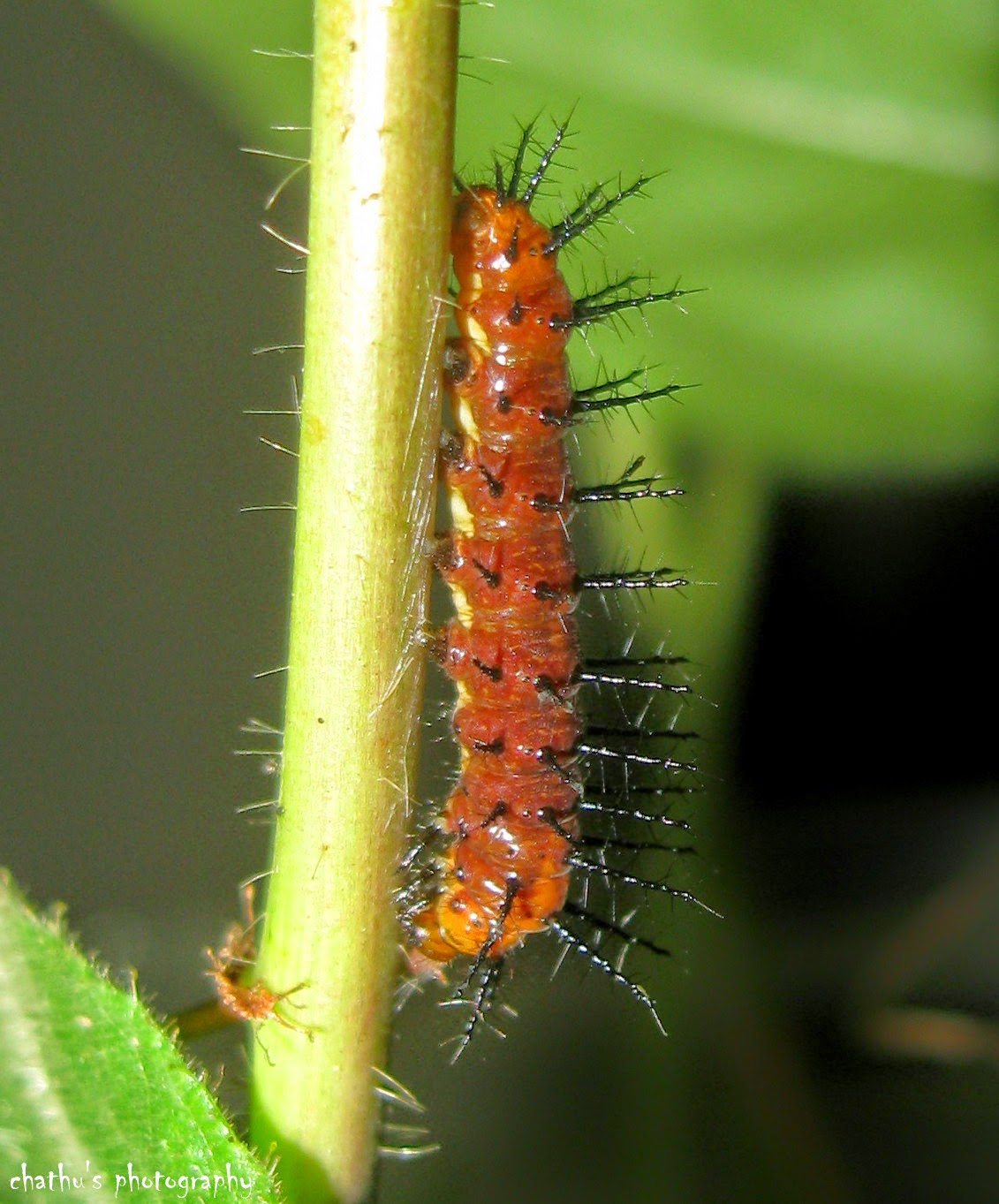 Nature Of Srilanka: Tawny Coster (Acraea violae) - වියෝලා