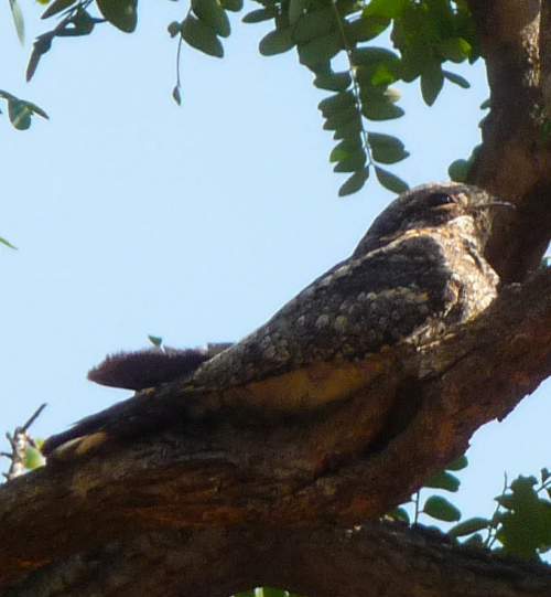 Grey nightjar | Birds of India | Bird World