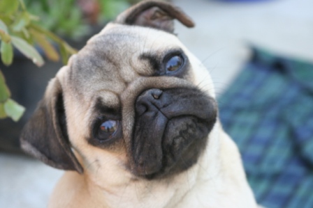 Mopsz vagy Kutya?: Szembetegségek