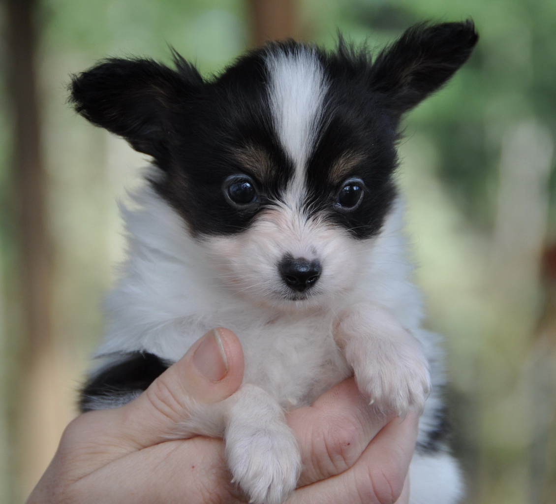 Road's End Papillons : 5 Weeks old Papillon Puppies