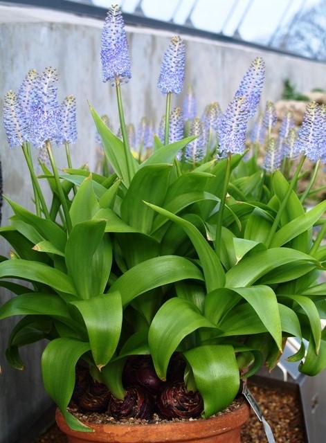 This giant squill is simply delightful Madeira