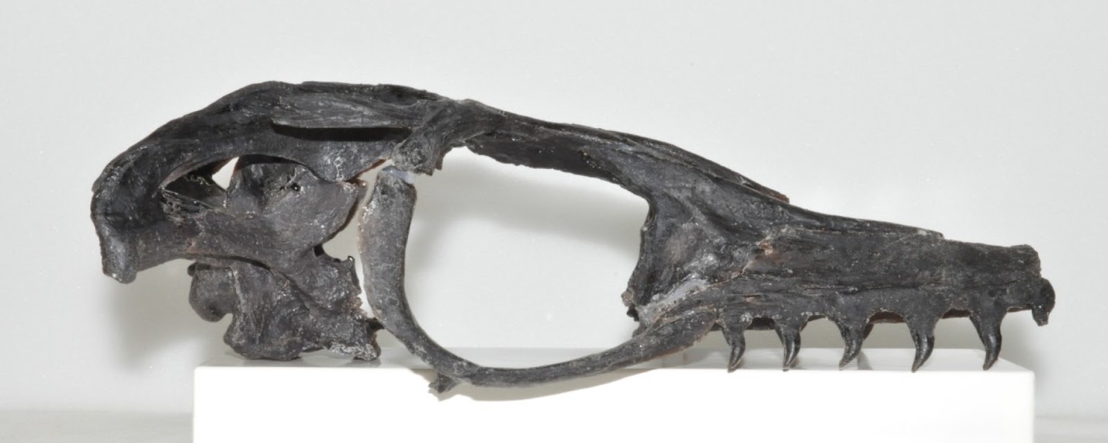 Species New to Science: [Paleontology • 2015] Phosphorosaurus ...