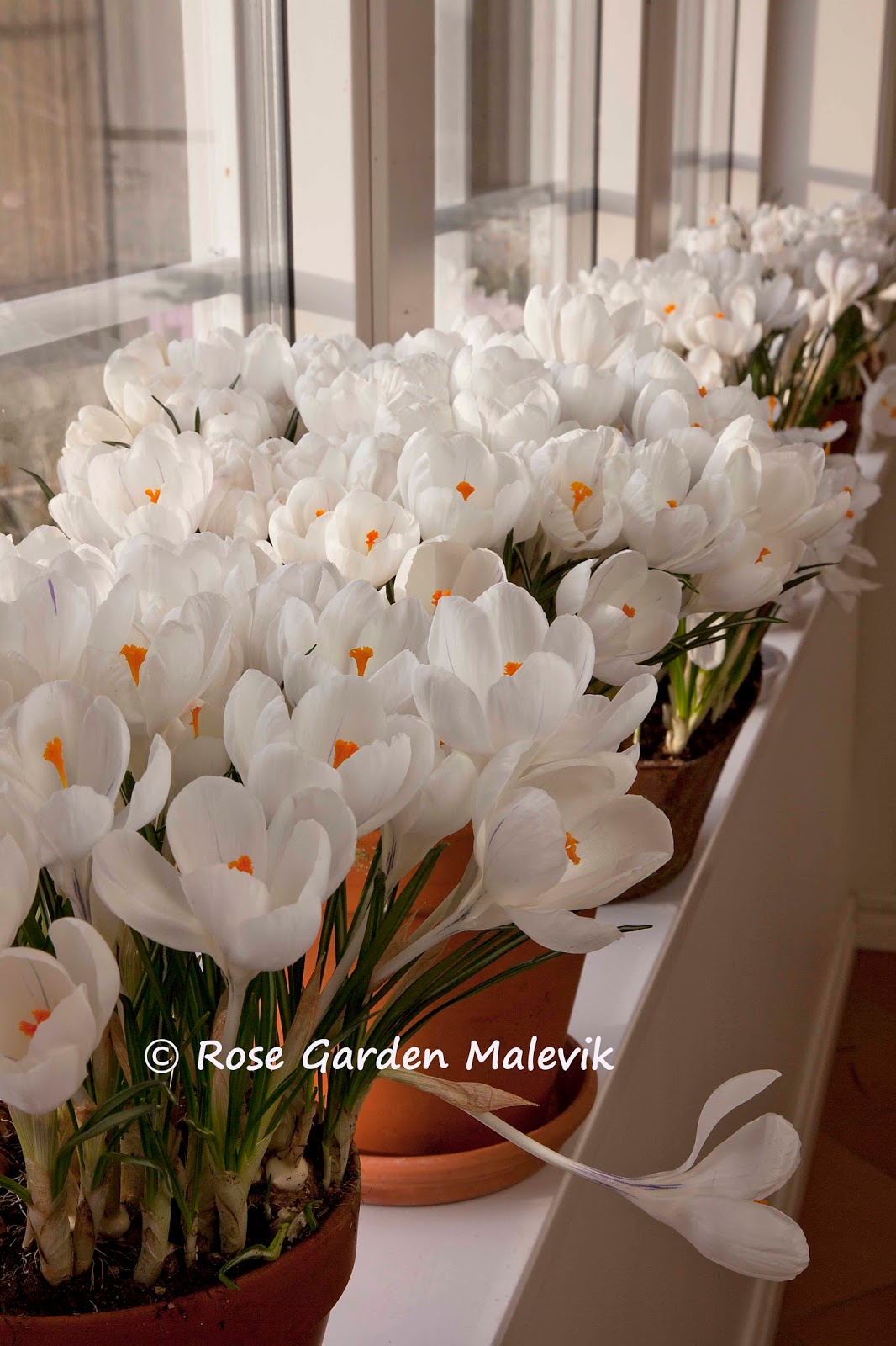 Underbara Vårblommor ~ Wonderful Spring Flowers - Blommor Och Trädgård