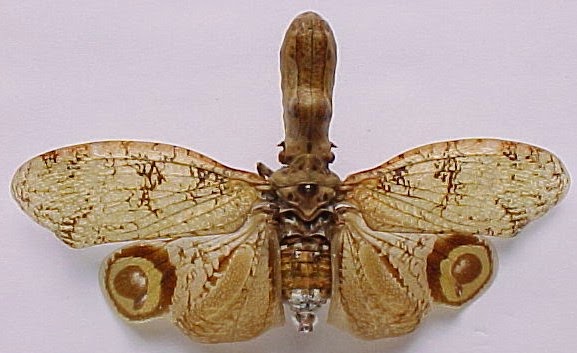 Auchenorrhyncha from Mexico : Fulgora laternaria (Linnaeus, 1758) and ...